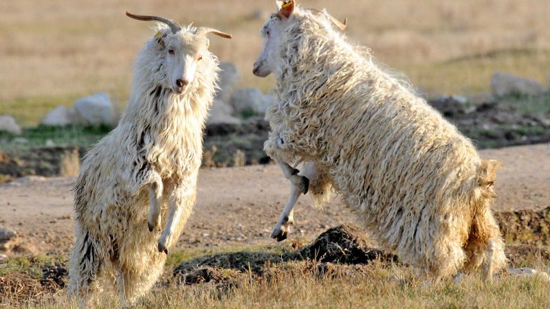 The Warm of Angora Goats' Wool